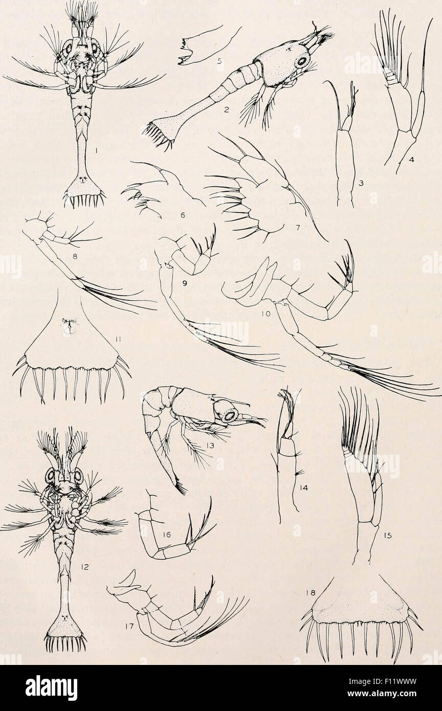 Old chart of insects Stock Photo - Alamy