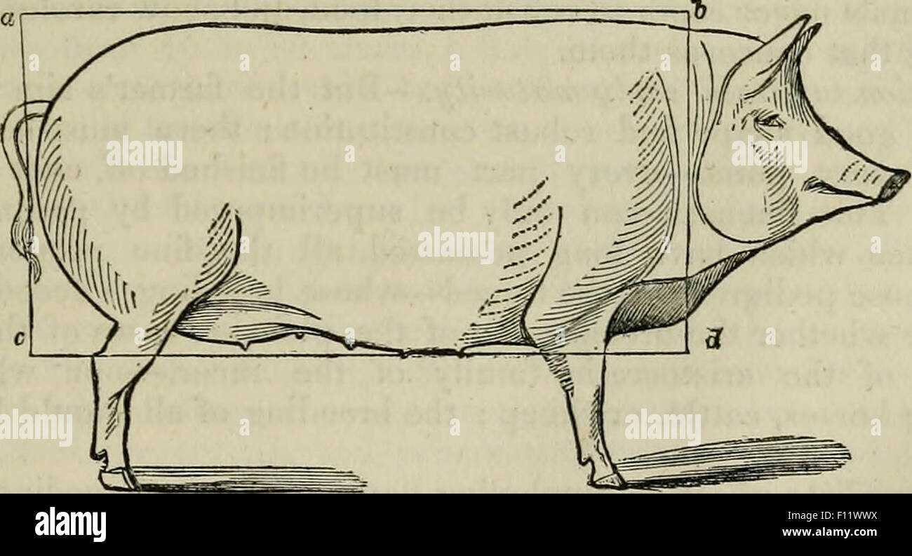 Old diagram of a pig Stock Photo - Alamy