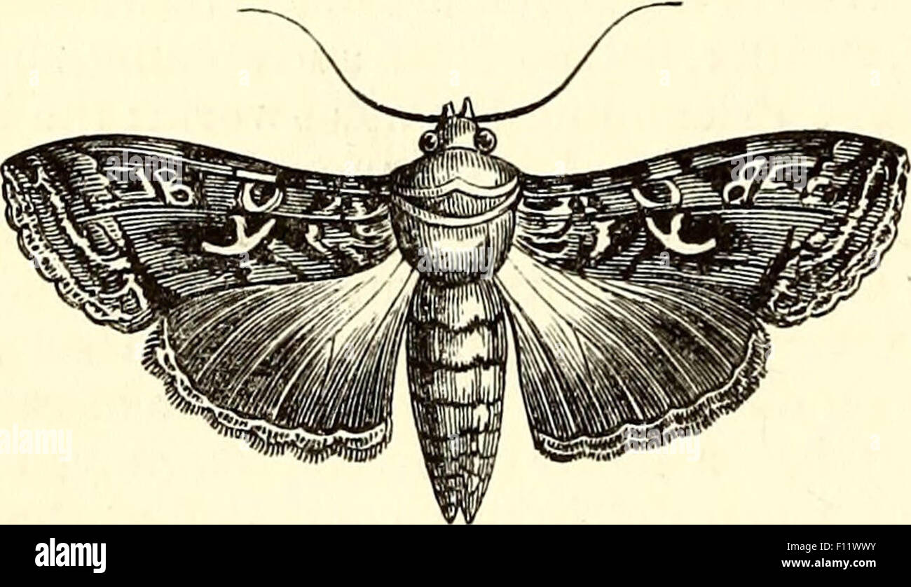 Old picture of a moth Stock Photo - Alamy