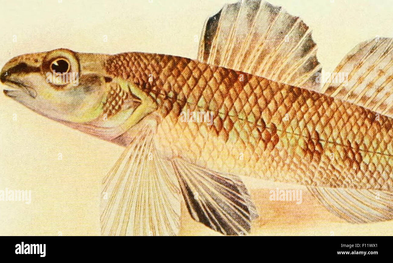 Old picture of a fish Stock Photo - Alamy