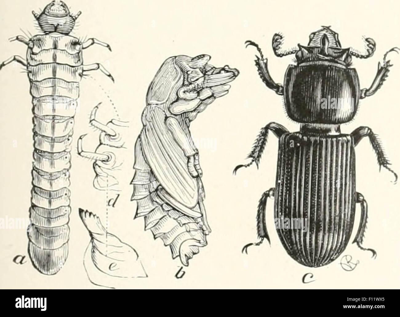 Old picture of insects Stock Photo - Alamy