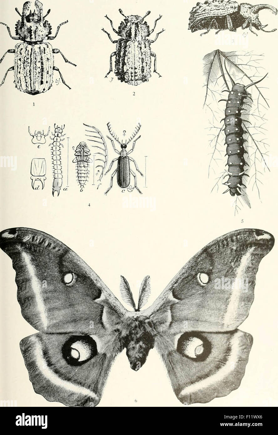 Old picture of insects Stock Photo - Alamy