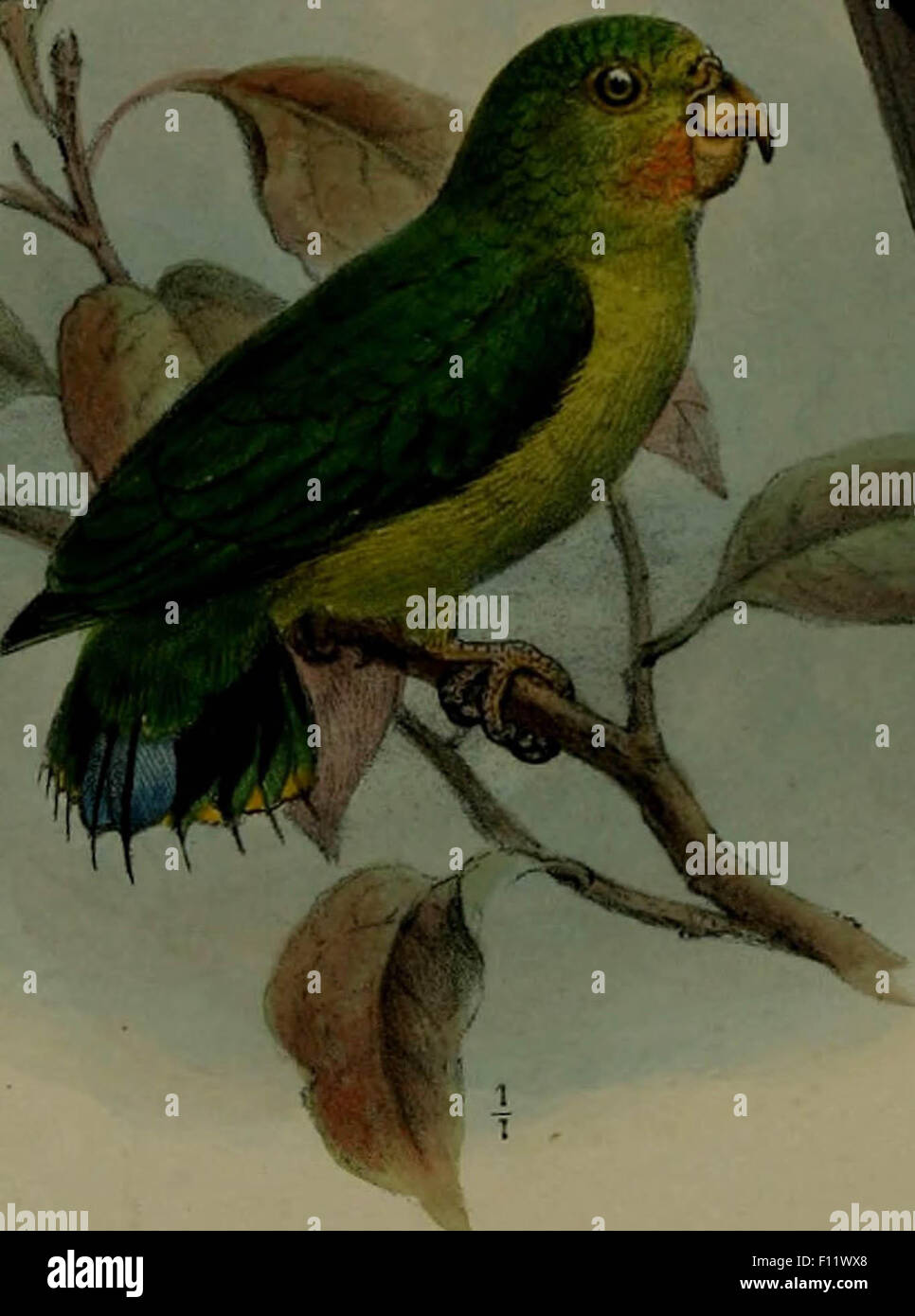 Old picture of a bird Stock Photo - Alamy