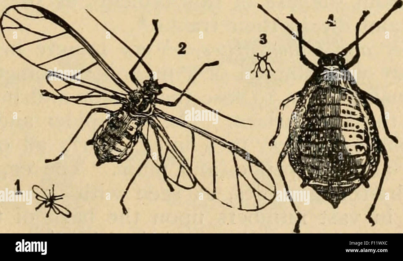 Old diagram of insects Stock Photo - Alamy
