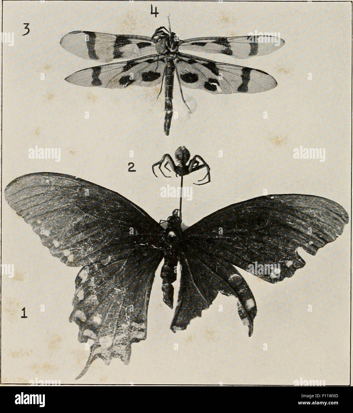 Old picture of insects Stock Photo - Alamy