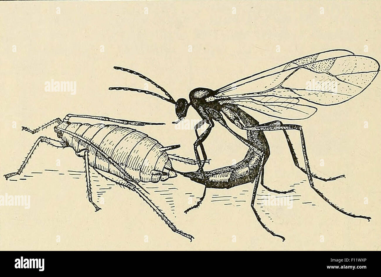 Old picture of insects Stock Photo - Alamy