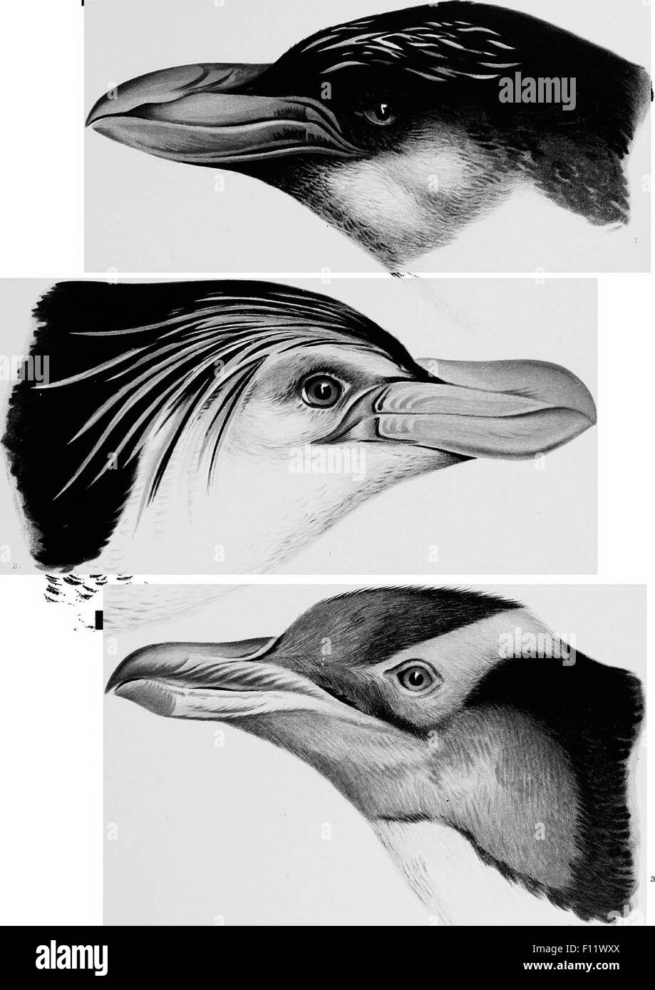 Old picture of Penguins Stock Photo - Alamy