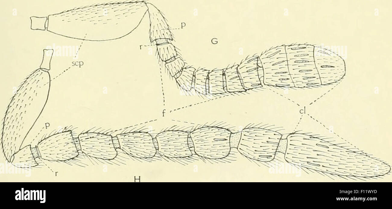 Insect Diagram High Resolution Stock Photography and Images - Alamy