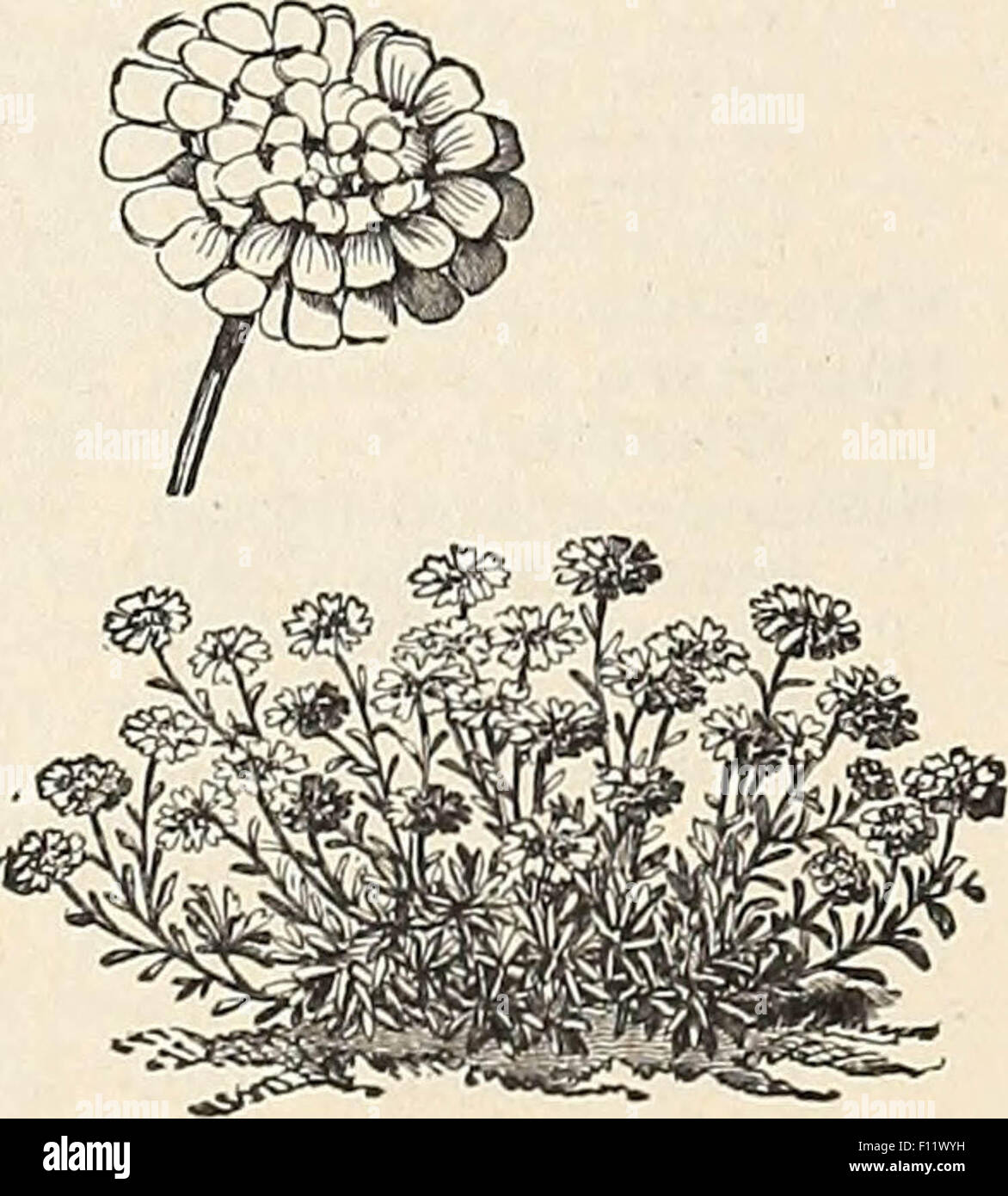 Historical flower hi-res stock photography and images - Alamy