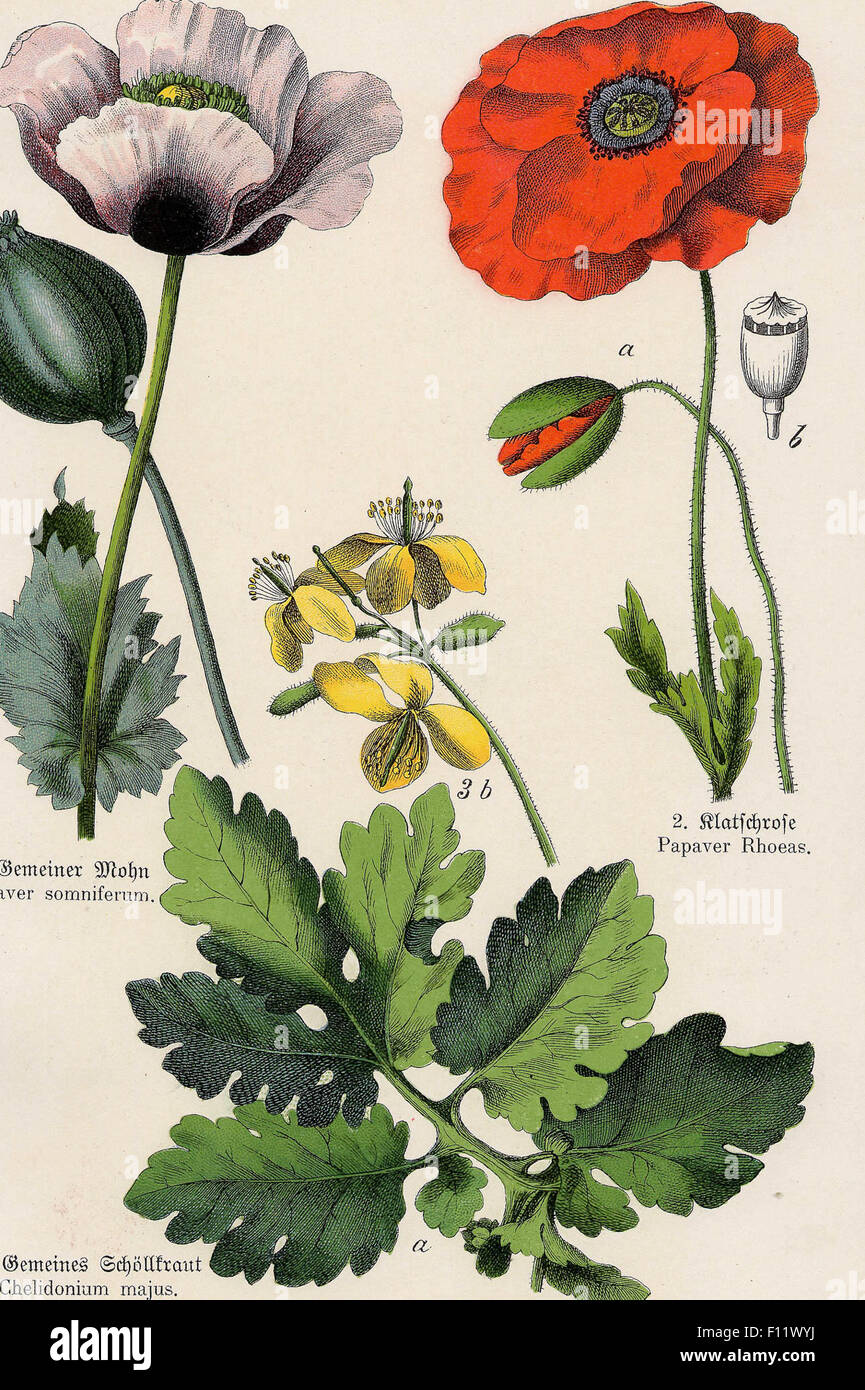 Old flower chart Stock Photo - Alamy