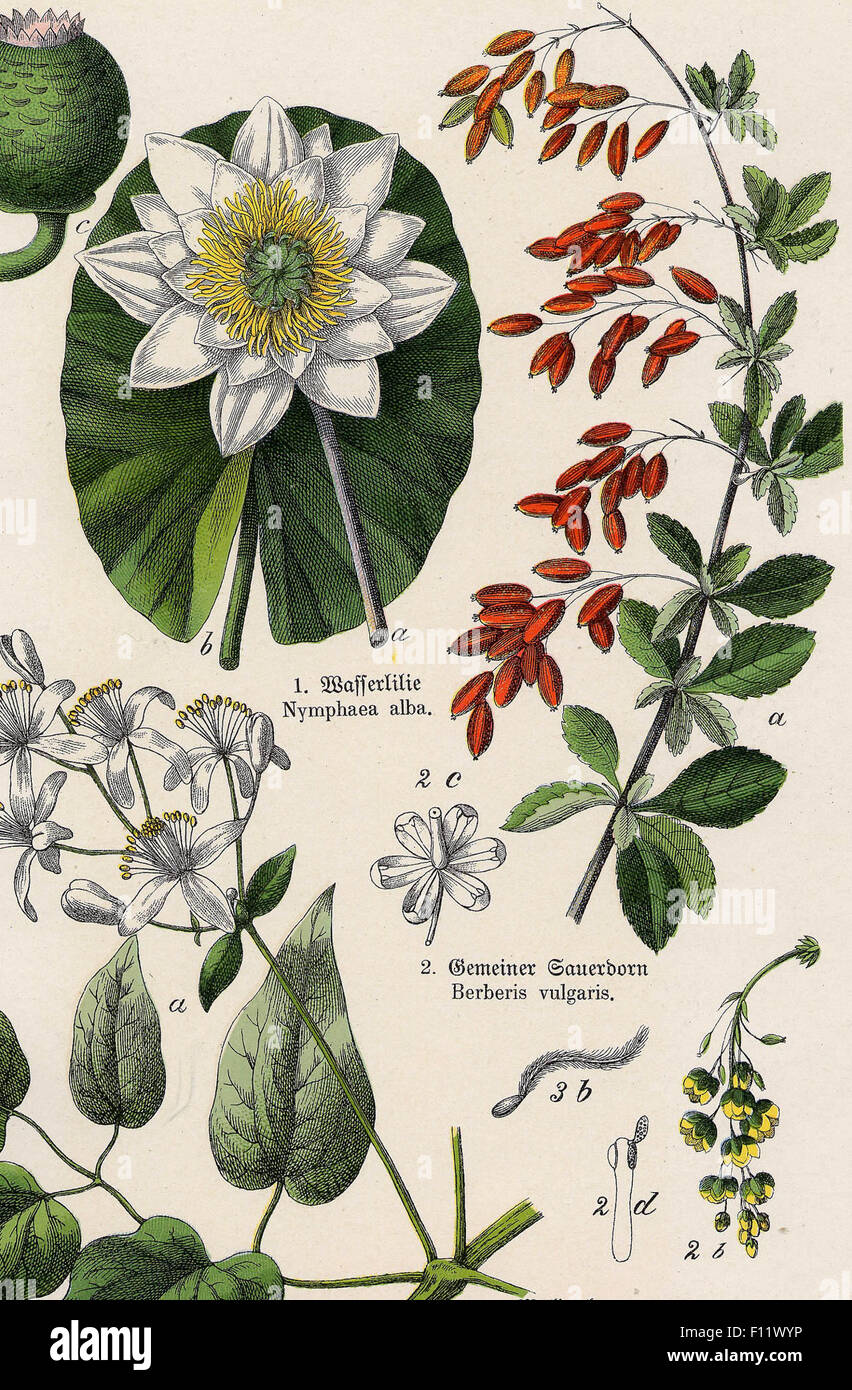 Historical flower chart Stock Photo - Alamy