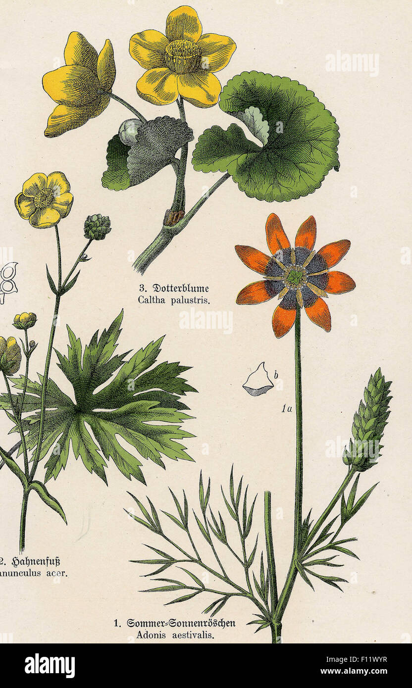 Old flower chart Stock Photo - Alamy