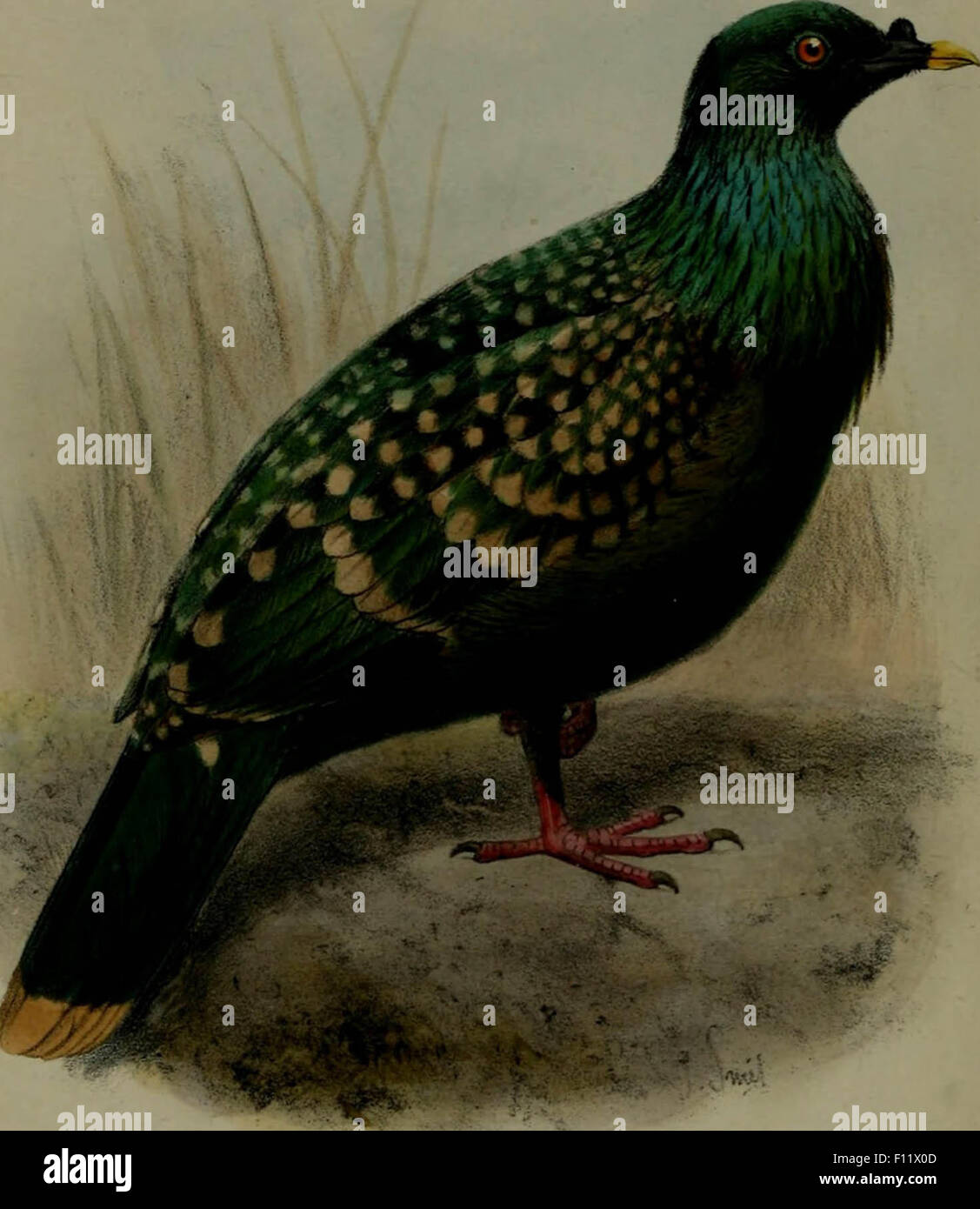 Old picture of a bird Stock Photo - Alamy