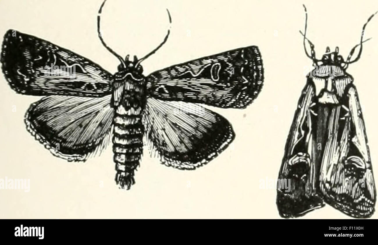 Old picture of moths Stock Photo - Alamy