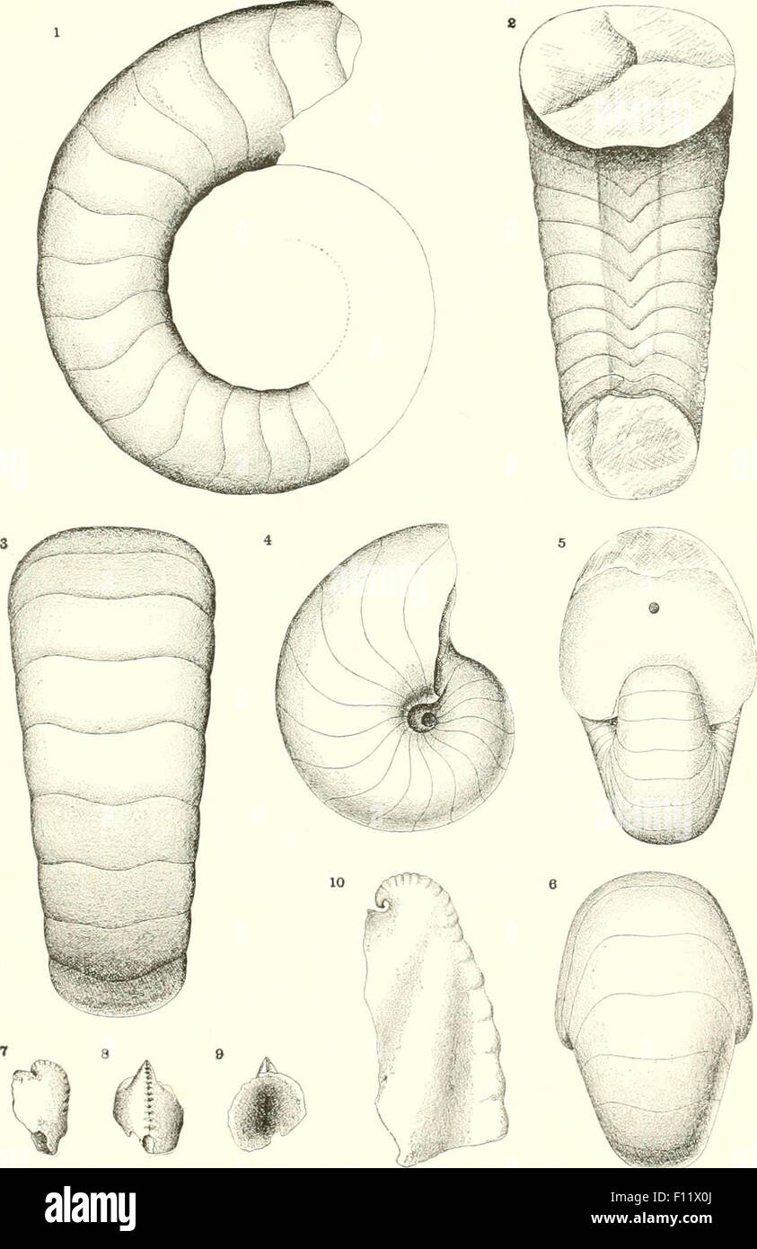Old chart of shells Stock Photo - Alamy