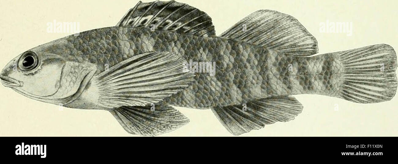 Old picture of a fish Stock Photo - Alamy