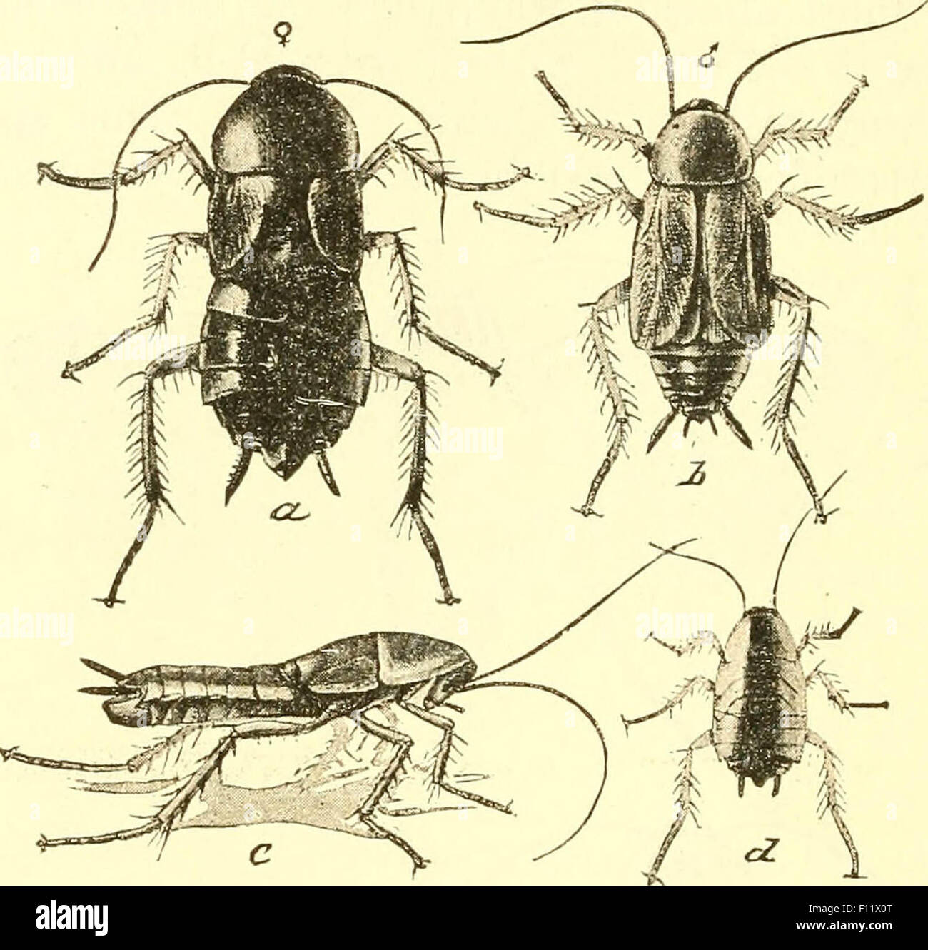 Chart of insects Stock Photo - Alamy