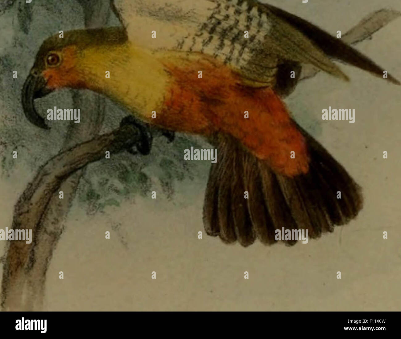 Old picture of a bird Stock Photo - Alamy