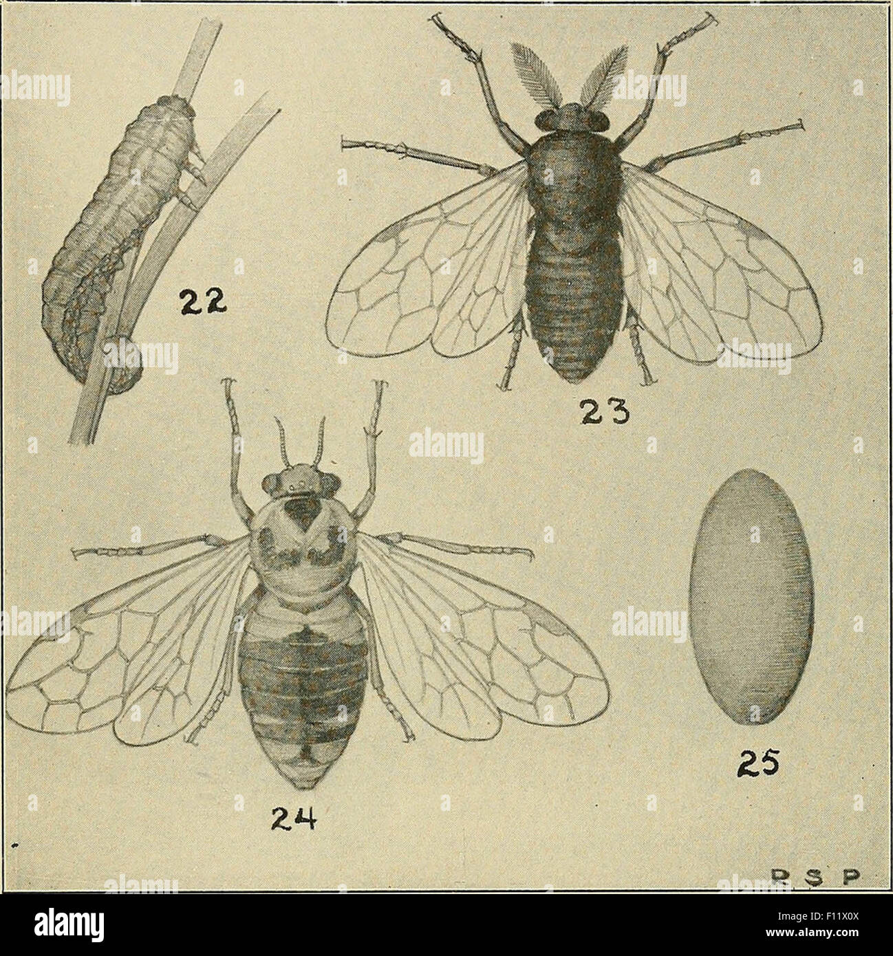 Old chart of insects Stock Photo - Alamy
