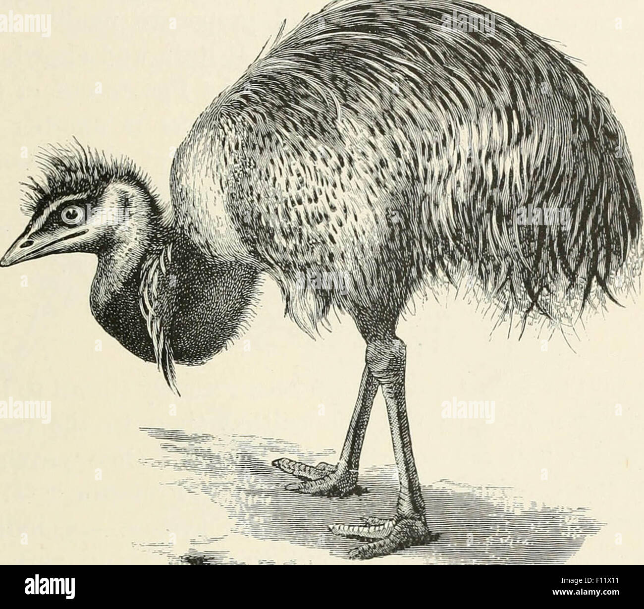 Old drawing of a bird Stock Photo - Alamy