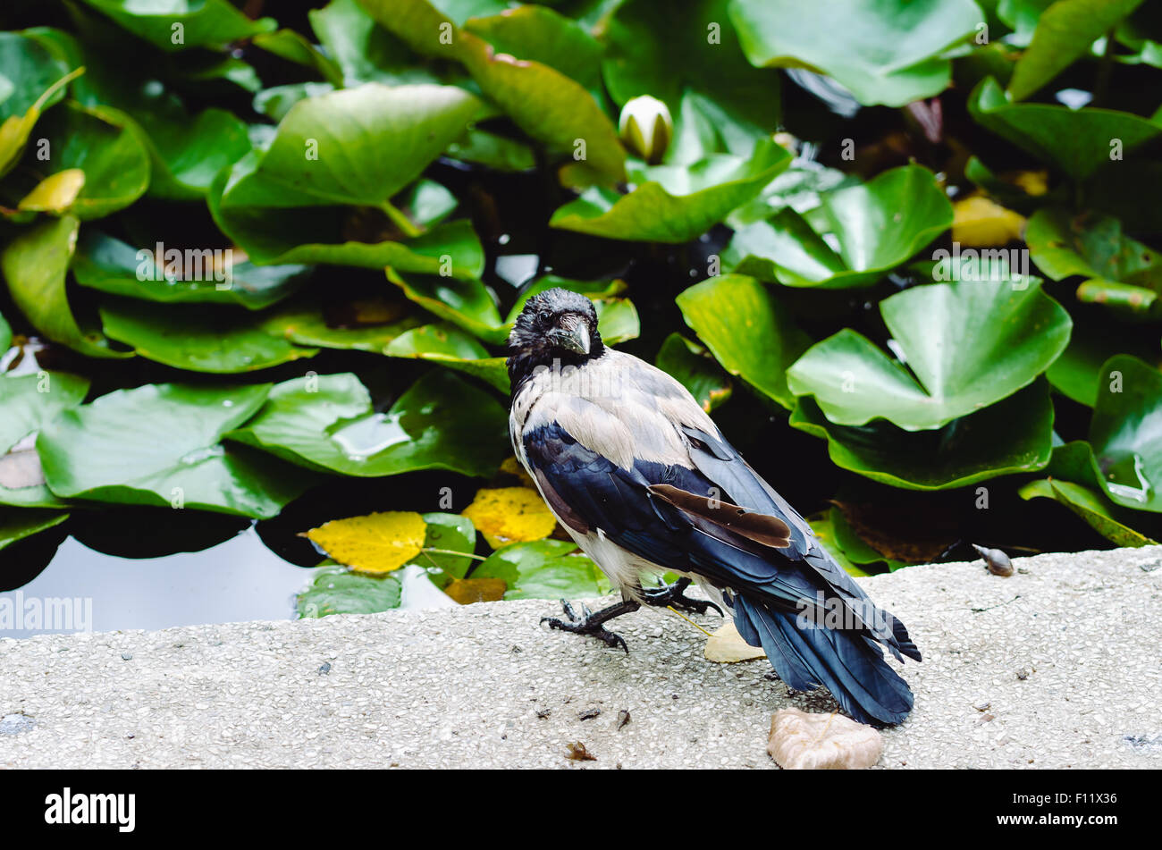 Water raven hi-res stock photography and images - Alamy
