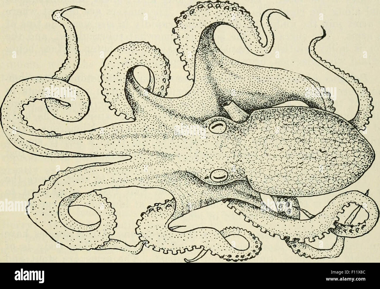 Octopus artifact hi-res stock photography and images - Alamy