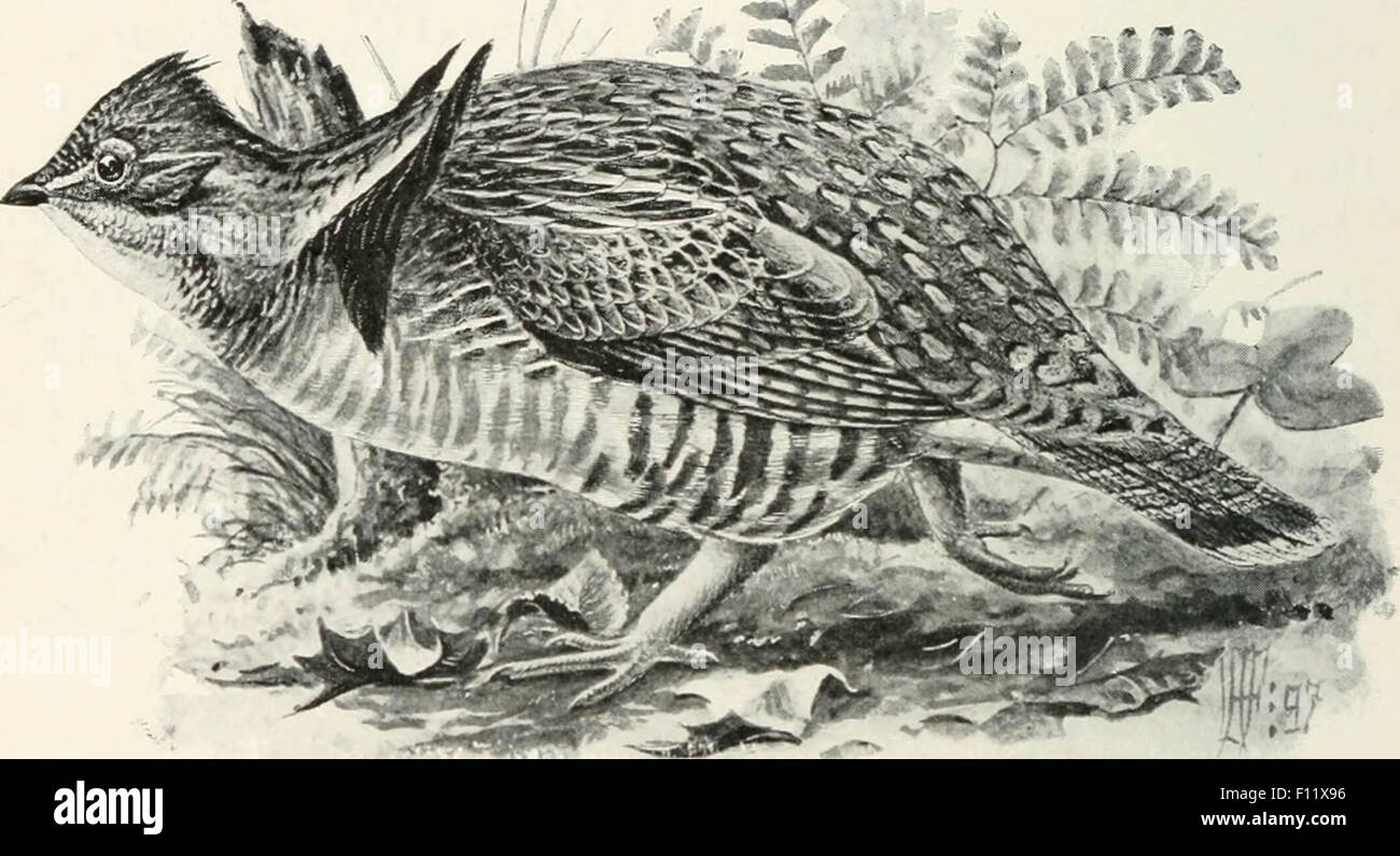 Old picture of a bird Stock Photo - Alamy