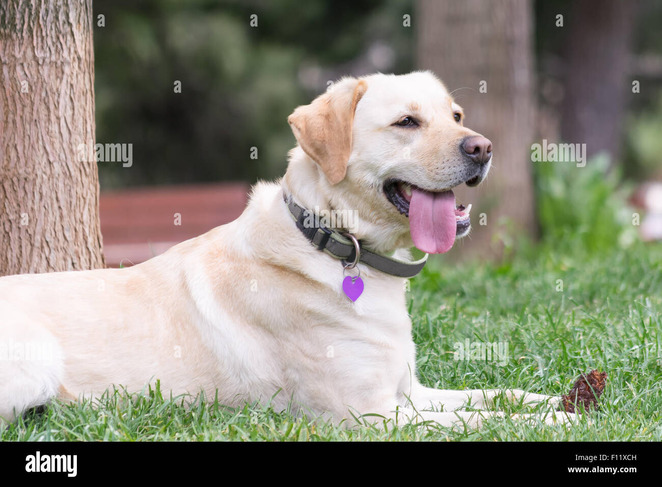 Cute dog labrador resting at the park Stock Photo - Alamy