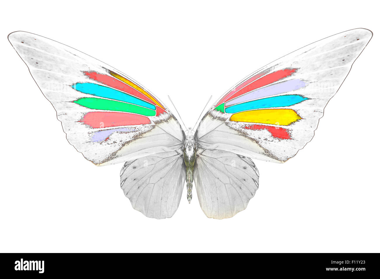 Black and white image of butterfly with colorful wings. Invert image on ...