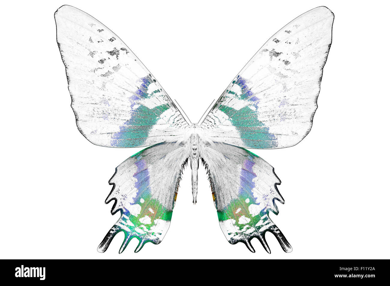 Black and white image of butterfly with colorful wings. Invert image on ...