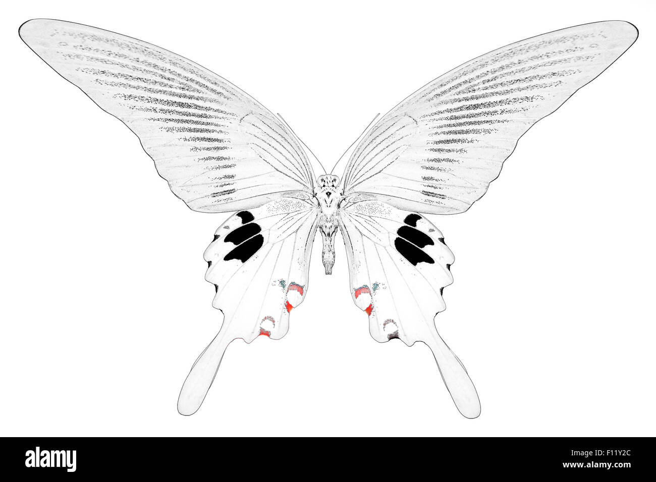 Black and white image of butterfly with colorful wings. Invert image on ...