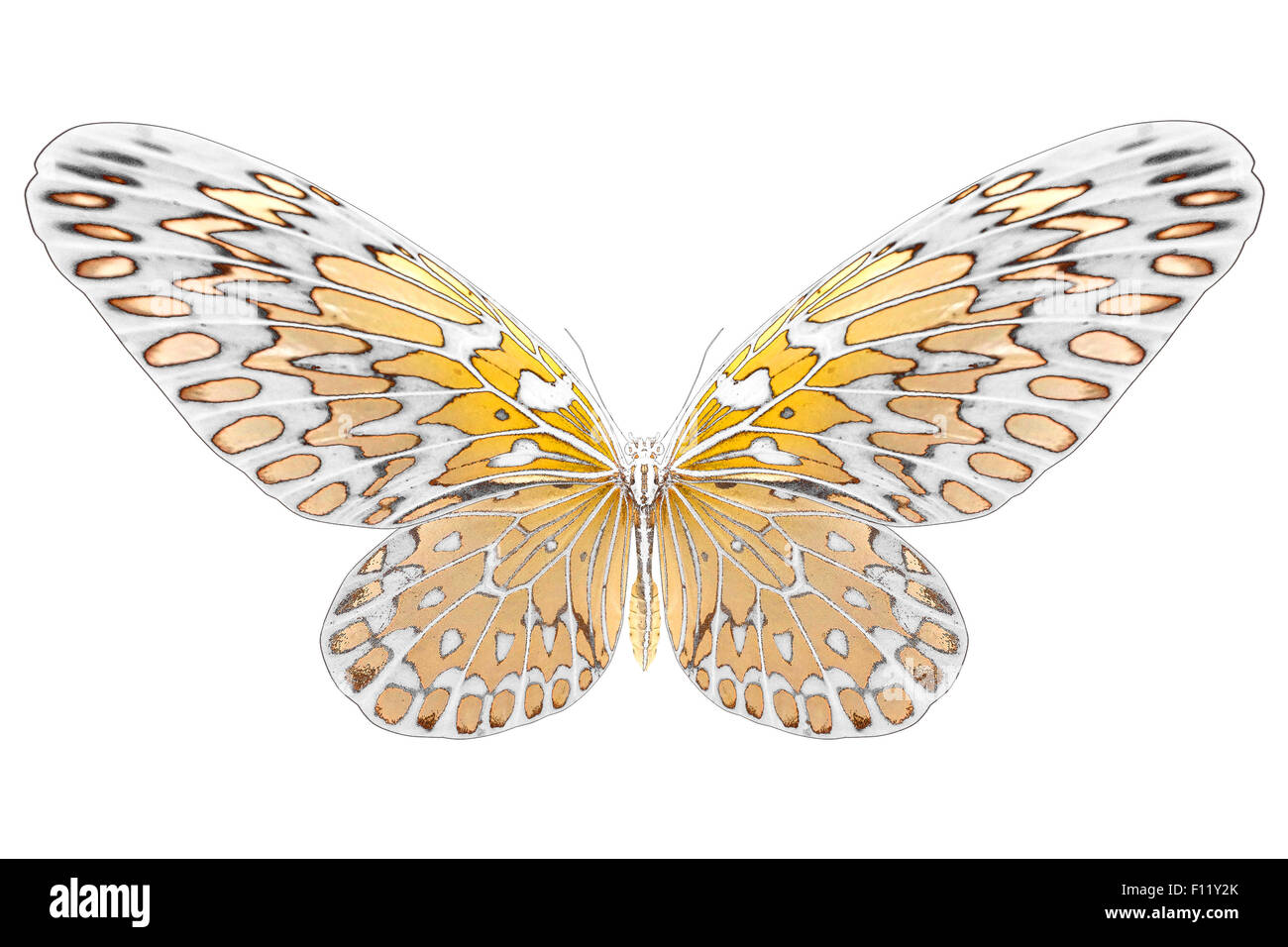 Black and white image of butterfly with colorful wings. Invert image on ...