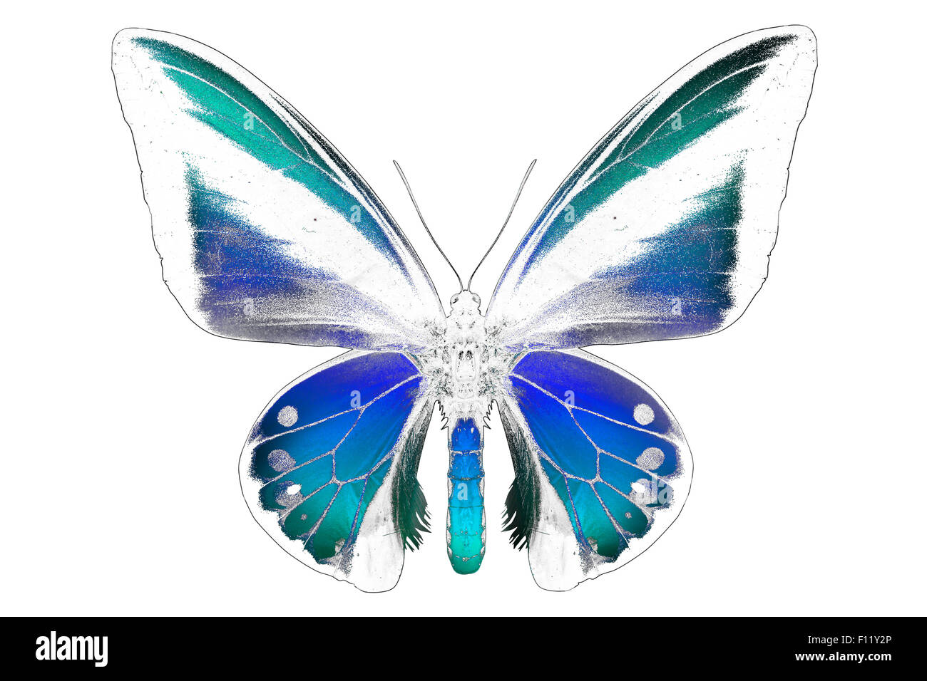 Black and white image of butterfly with colorful wings. Invert image on ...