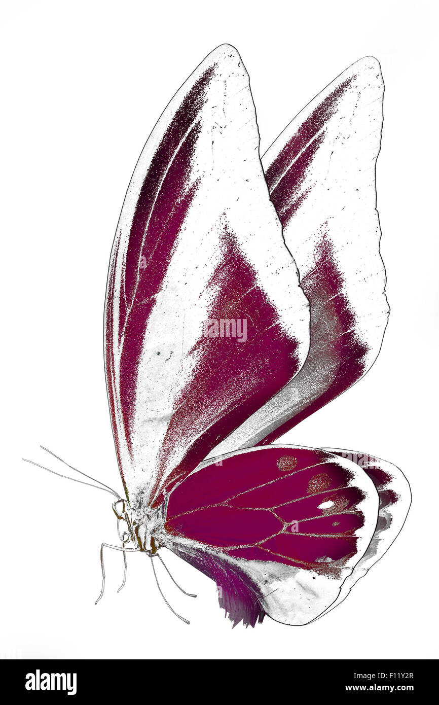 Black and white image of butterfly with colorful wings. Invert image on ...