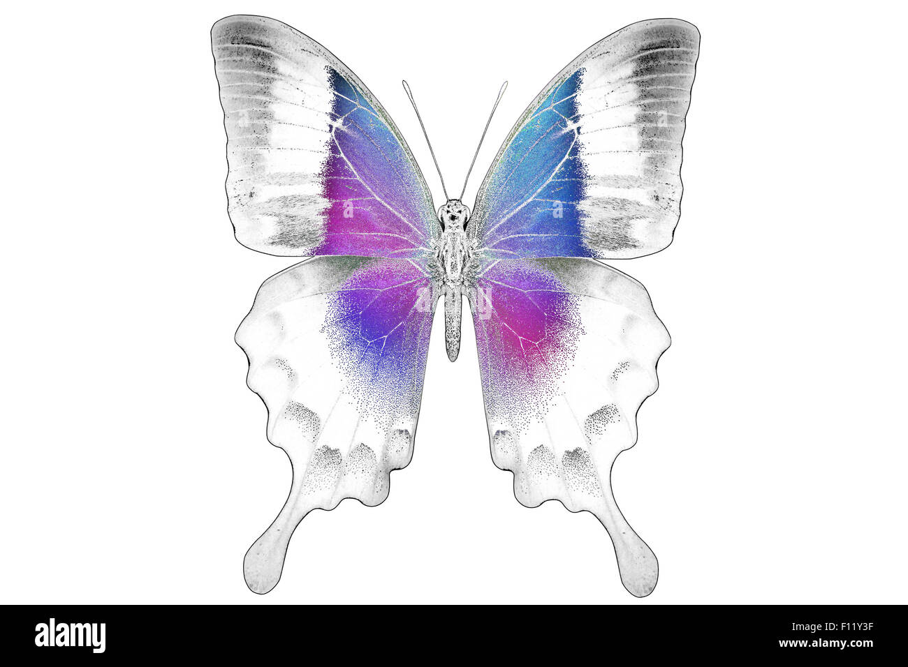 Black and white image of butterfly with colorful wings. Invert image on ...