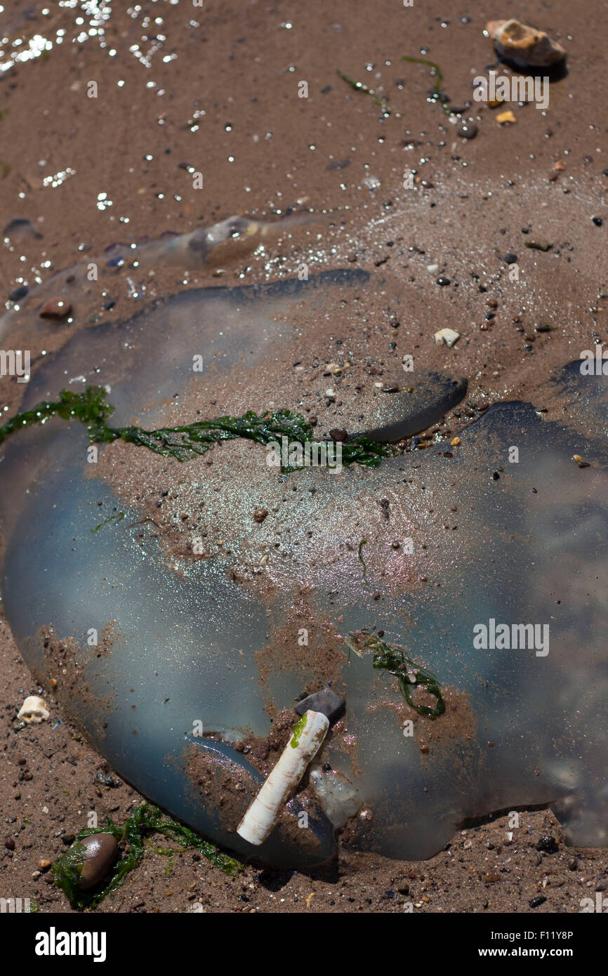 Razor clam shell hi-res stock photography and images - Alamy