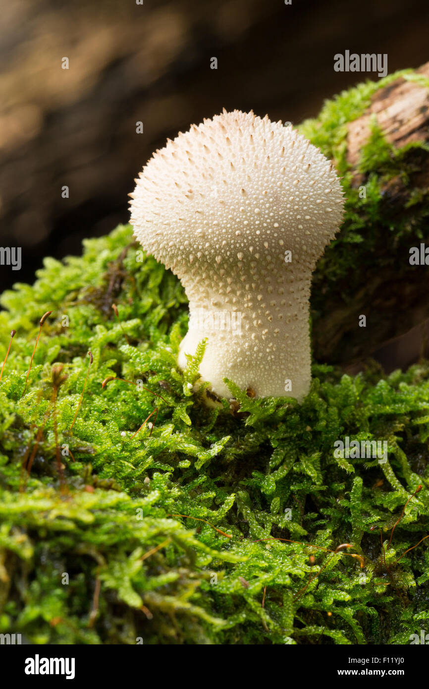 Common puffball, warted puffball, Flaschen-Stäubling, Flaschenstäubling ...