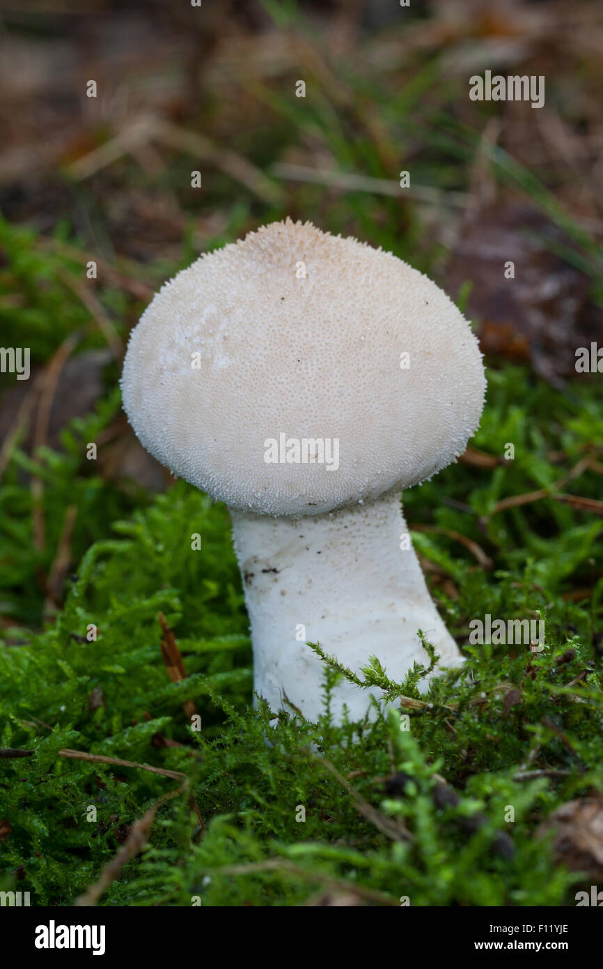 Common puffball, warted puffball, Flaschen-Stäubling, Flaschenstäubling ...