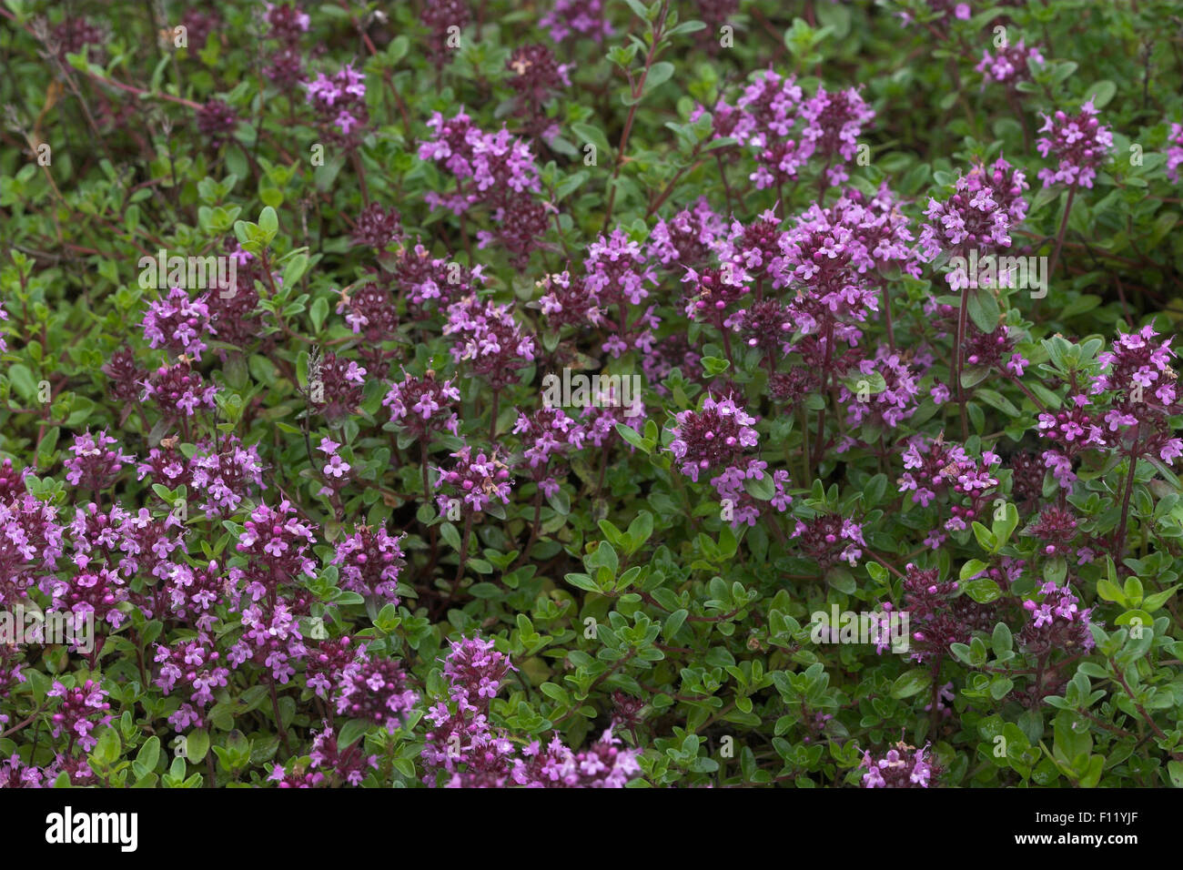 Hairy Thyme Stock Photos & Hairy Thyme Stock Images - Alamy