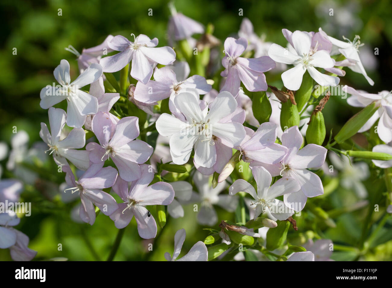 Common soapwort, bouncing-bet, crow soap, wild sweet William, soapweed ...