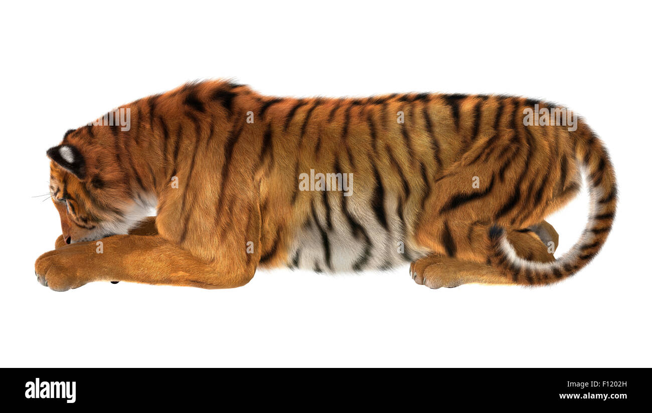 3D digital render of a tiger isolated on white background Stock Photo ...