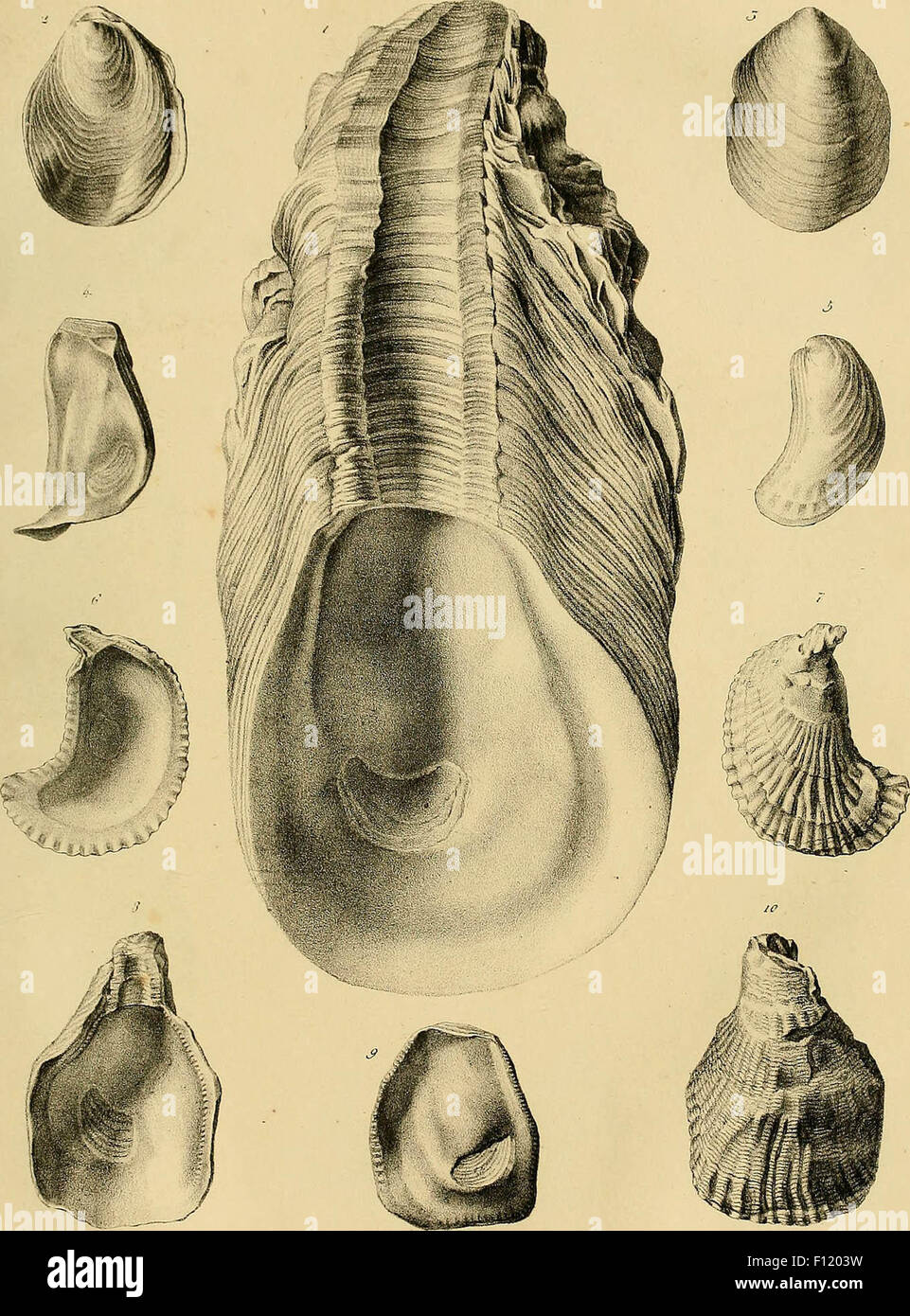 Old picture of shells Stock Photo - Alamy