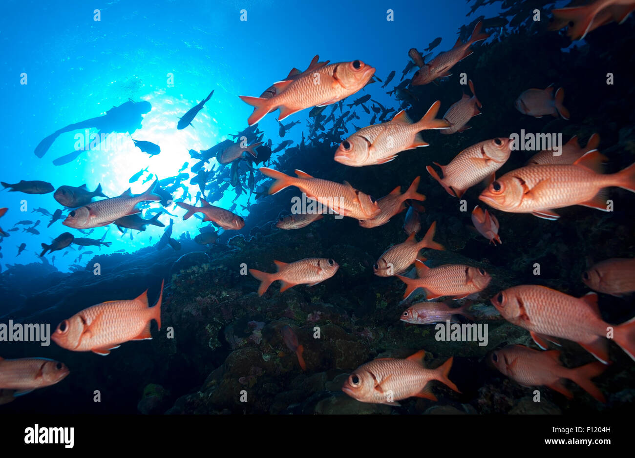 SCHOOL OF SOLDIERFISH SWIMMING IN CORAL REEF Stock Photo - Alamy