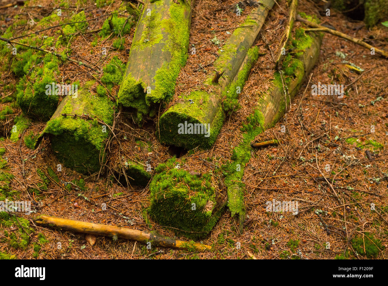 Rotting log texture hi-res stock photography and images - Alamy