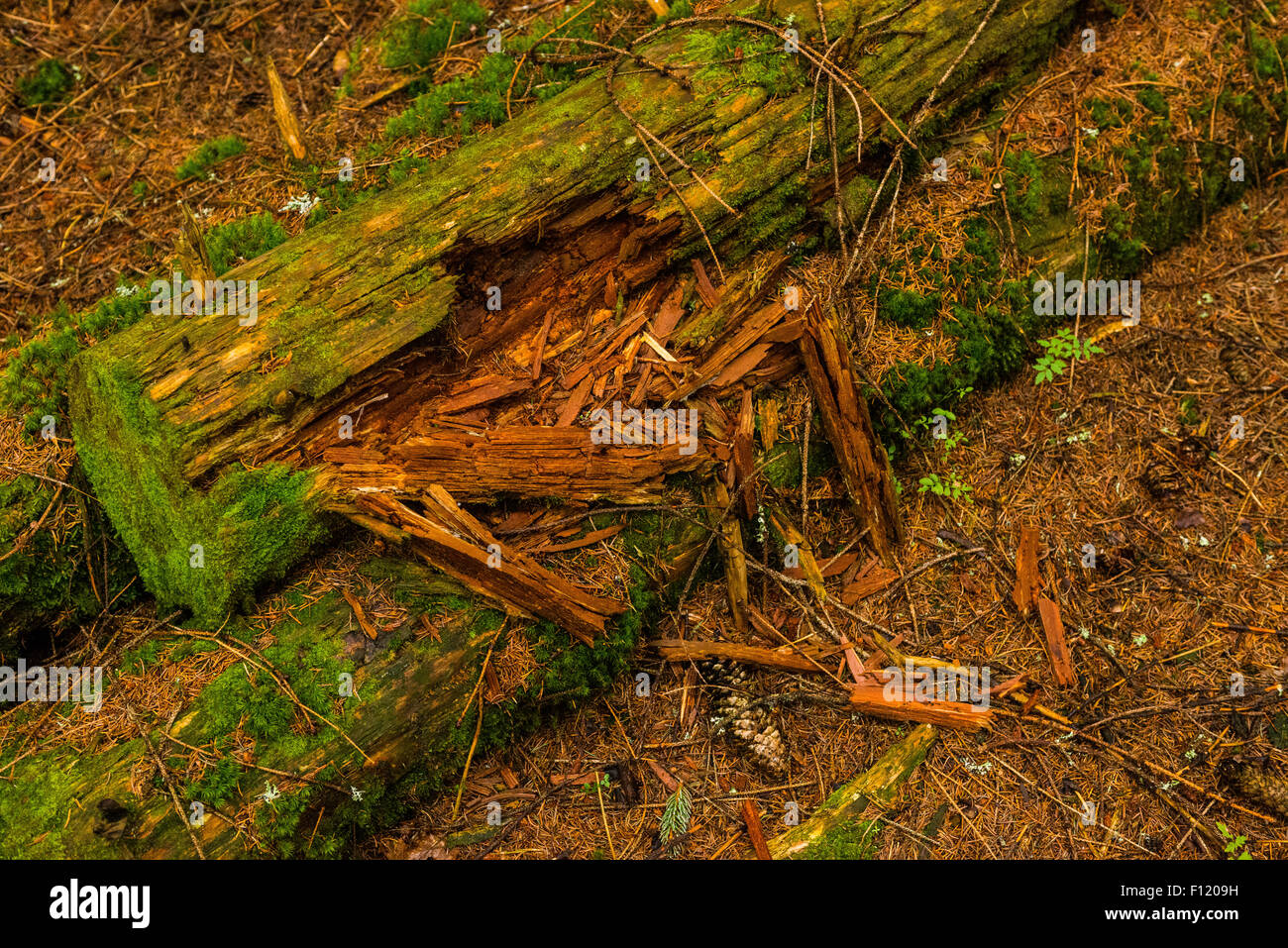 Rotted tree hi-res stock photography and images - Alamy