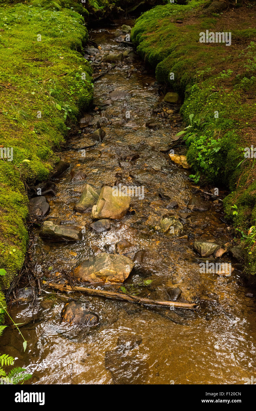Water from brook in forest hi-res stock photography and images - Alamy