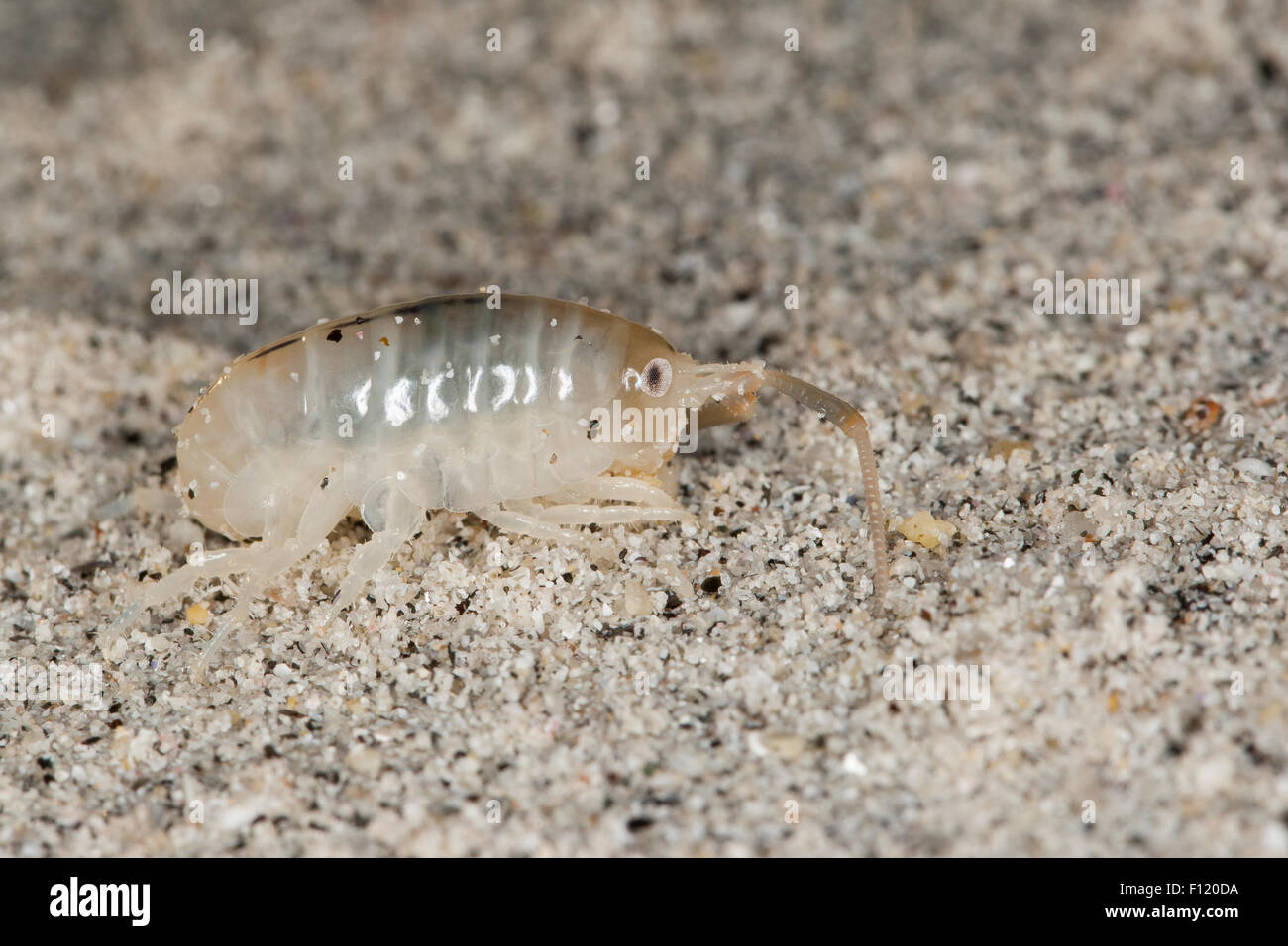Sand hopper hi-res stock photography and images - Alamy