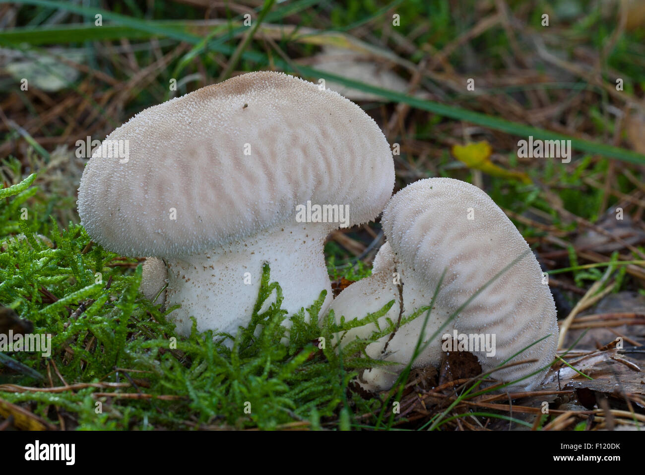 Common puffball, warted puffball, Flaschen-Stäubling, Flaschenstäubling ...