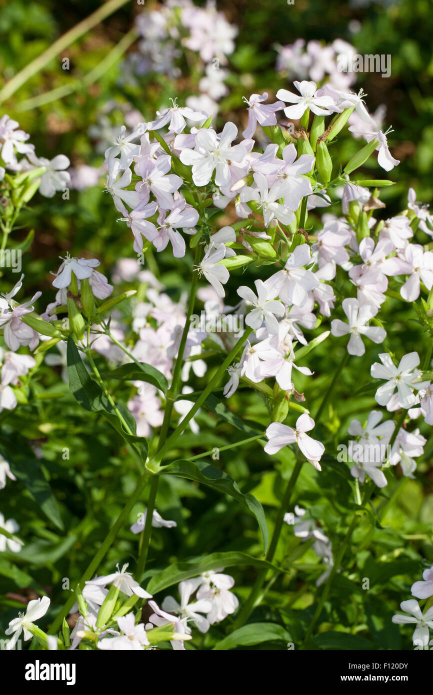 Common soapwort, bouncing-bet, crow soap, wild sweet William, soapweed ...