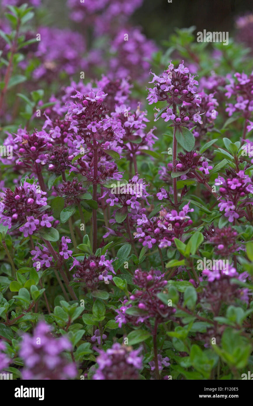 Alba Thyme, Hairy Thyme, Frühblühender Thymian, Niedergestreckter ...